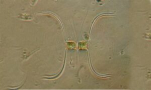 Phytoplankton - Marine Biodiversity Portal of Bangladesh