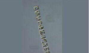 Phytoplankton - Marine Biodiversity Portal of Bangladesh