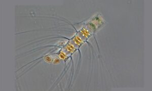 Phytoplankton - Marine Biodiversity Portal of Bangladesh