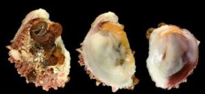 Chama echinata - Marine Biodiversity Portal of Bangladesh