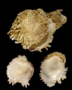 Bivalves - Marine Biodiversity Portal of Bangladesh
