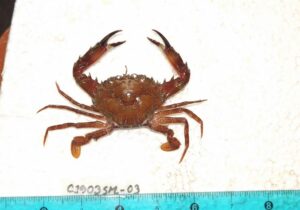 Crabs - Marine Biodiversity Portal of Bangladesh