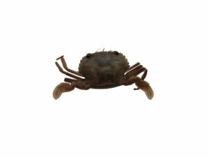 Crabs - Marine Biodiversity Portal of Bangladesh