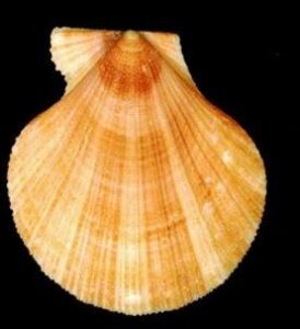 Bivalves - Marine Biodiversity Portal of Bangladesh