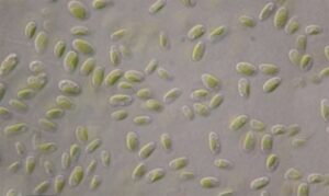 Chloroidium saccharophilum - Marine Biodiversity Portal of Bangladesh