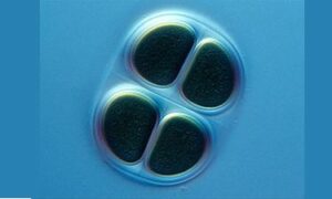 Chroococcus sp. - Marine Biodiversity Portal of Bangladesh