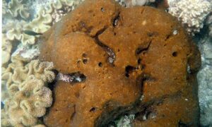 Cliona orientalis - Marine Biodiversity Portal of Bangladesh