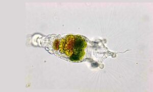 Zooplankton - Marine Biodiversity Portal of Bangladesh