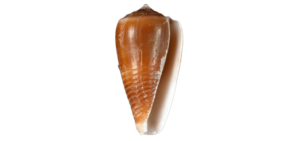 Conus radiatus - Marine Biodiversity Portal of Bangladesh