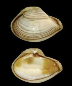 Corbula sulcata - Marine Biodiversity Portal of Bangladesh