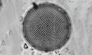Phytoplankton - Marine Biodiversity Portal of Bangladesh