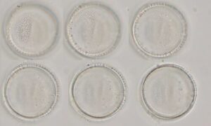 Phytoplankton - Marine Biodiversity Portal of Bangladesh