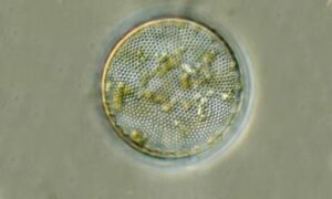 Coscinodiscus lineatus - Marine Biodiversity Portal of Bangladesh