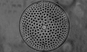 Phytoplankton - Marine Biodiversity Portal of Bangladesh