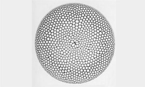 Coscinodiscus perforatus - Marine Biodiversity Portal of Bangladesh