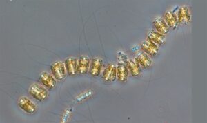 Phytoplankton - Marine Biodiversity Portal of Bangladesh