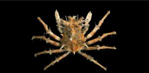 Crabs - Marine Biodiversity Portal of Bangladesh