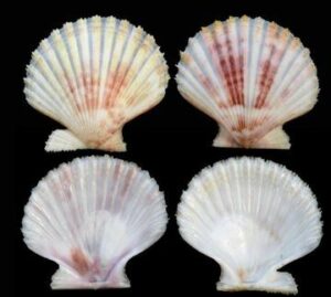 Cryptopecten phrygium - Marine Biodiversity Portal of Bangladesh