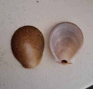 Bivalves - Marine Biodiversity Portal of Bangladesh