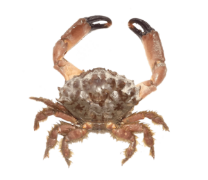 Crabs - Marine Biodiversity Portal of Bangladesh