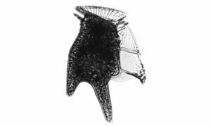 Dinophysis tripos - Marine Biodiversity Portal of Bangladesh