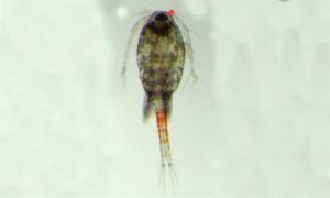 Dioithona oculata - Marine Biodiversity Portal of Bangladesh