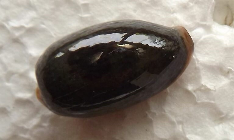 Sea Snails - Marine Biodiversity Portal of Bangladesh