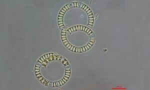 Eucampia zodiacus - Marine Biodiversity Portal of Bangladesh