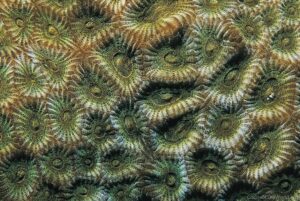 Favites chinensis - Marine Biodiversity Portal of Bangladesh