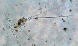 Filinia longiseta - Marine Biodiversity Portal of Bangladesh