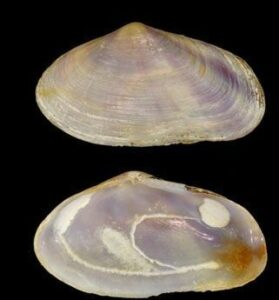 Bivalves - Marine Biodiversity Portal of Bangladesh