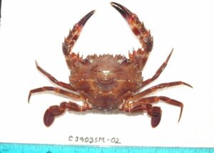 Crabs - Marine Biodiversity Portal of Bangladesh
