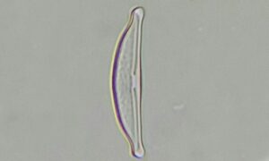 Halamphora hyalina - Marine Biodiversity Portal of Bangladesh