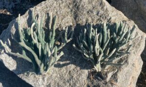 Haliclona oculata - Marine Biodiversity Portal of Bangladesh