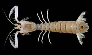 Harpiosquilla harpax - Marine Biodiversity Portal of Bangladesh