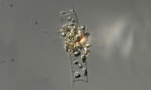 Hemiaulus hauckii - Marine Biodiversity Portal of Bangladesh