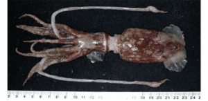 Histioteuthis pacifica - Marine Biodiversity Portal of Bangladesh