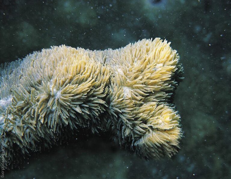 Hard Coral - Marine Biodiversity Portal of Bangladesh