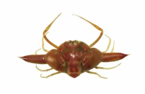 Crabs - Marine Biodiversity Portal of Bangladesh