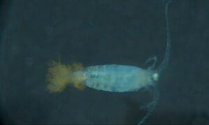 Labidocera bengalensis - Marine Biodiversity Portal of Bangladesh