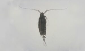 Labidocera trispinosa - Marine Biodiversity Portal of Bangladesh