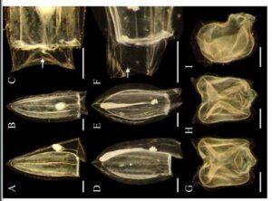 Lensia subtiloides - Marine Biodiversity Portal of Bangladesh