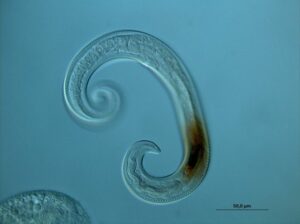 Leptolaimus praeclarus - Marine Biodiversity Portal of Bangladesh
