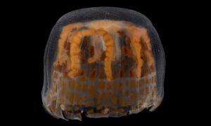 Linuche unguiculata - Marine Biodiversity Portal of Bangladesh