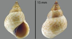 Littoraria undulata - Marine Biodiversity Portal of Bangladesh