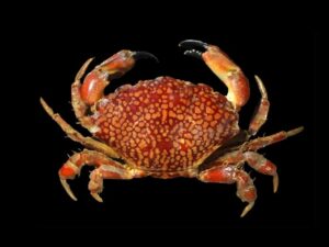 Crabs - Marine Biodiversity Portal of Bangladesh
