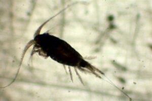 Zooplankton - Marine Biodiversity Portal of Bangladesh