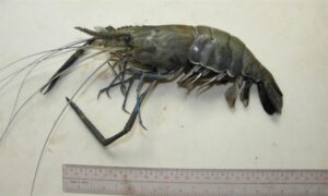 Macrobrachium rosenbergii - Marine Biodiversity Portal of Bangladesh
