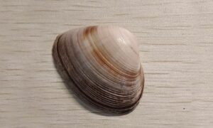 Mactra chinensis - Marine Biodiversity Portal of Bangladesh