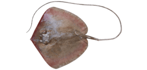 Maculabatis gerrardi - Marine Biodiversity Portal of Bangladesh